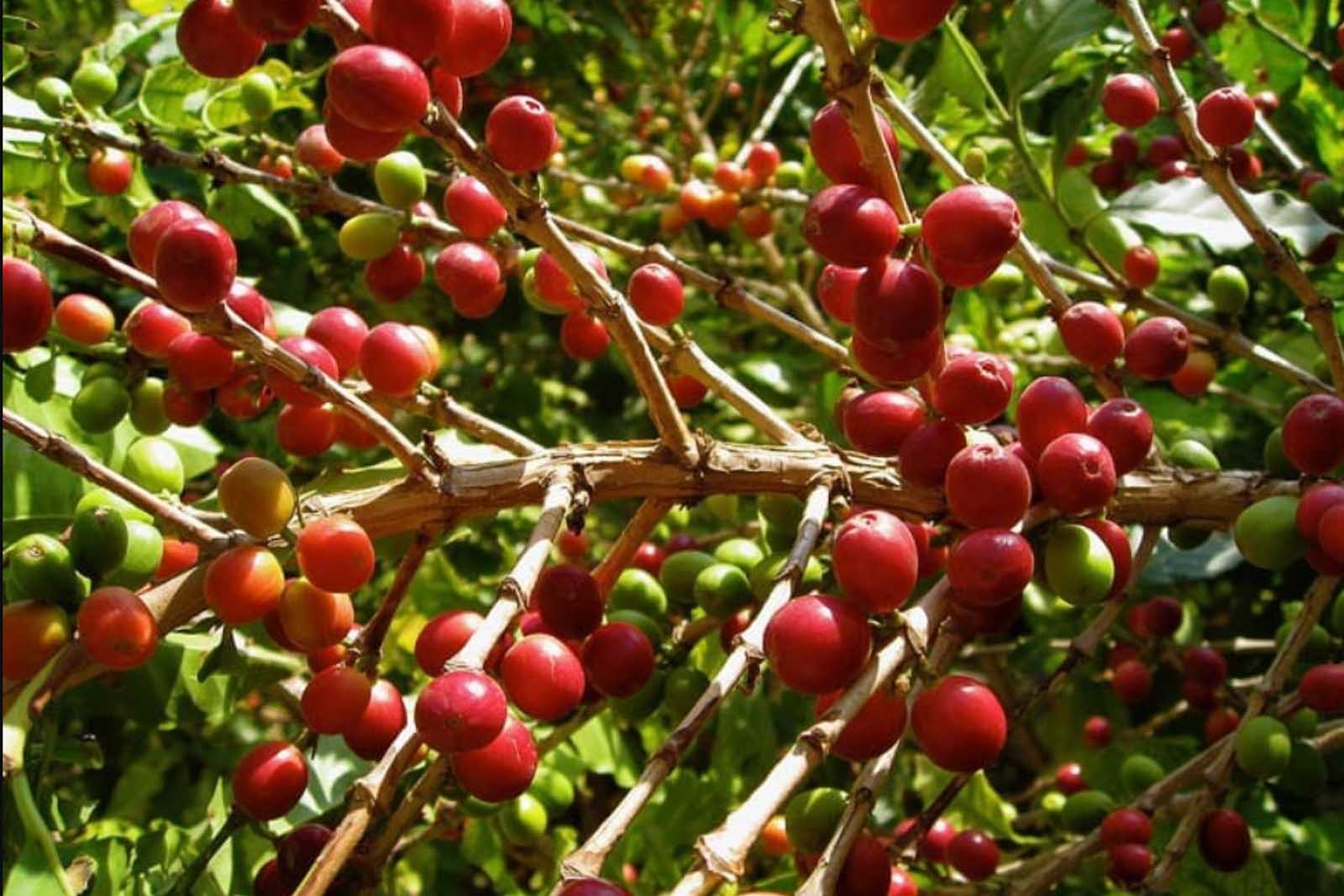 All you need to know about Yemeni coffee – ALMaroufi Mocha